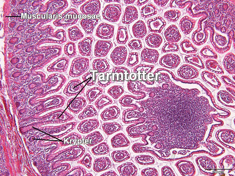 Histologi og patologi på nett - Det Medisinske Fakultet, UiO