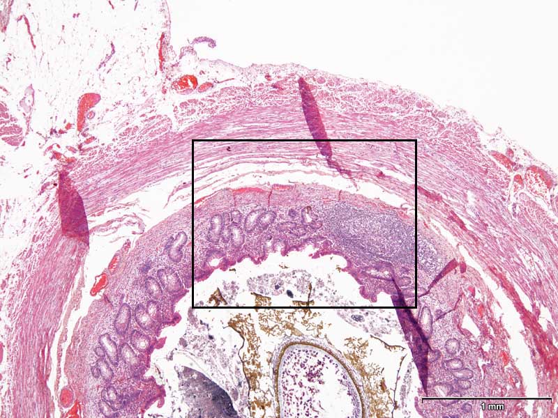 Histologi og patologi på nett - Det Medisinske Fakultet, UiO
