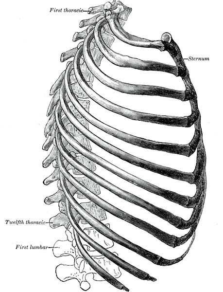 Fil:Costae-fra-siden-(Gray).png – JournalWiki