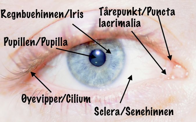 Øyeundersøkelse – JournalWiki