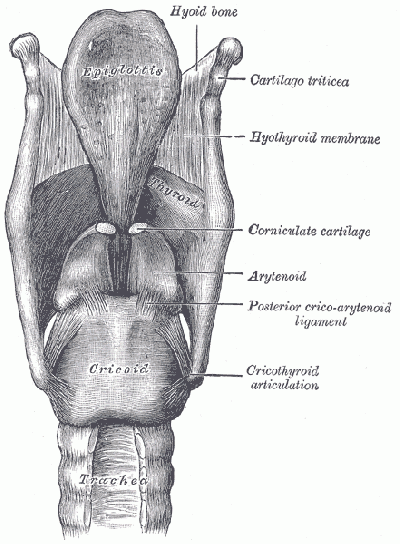 Epiglottis – JournalWiki